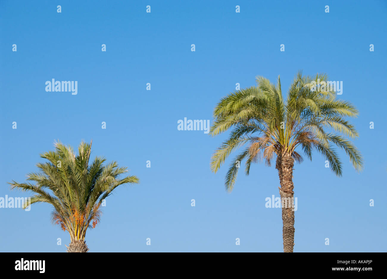 Palm tree growing on the Mediterranean island of Cyprus EU Stock Photo ...