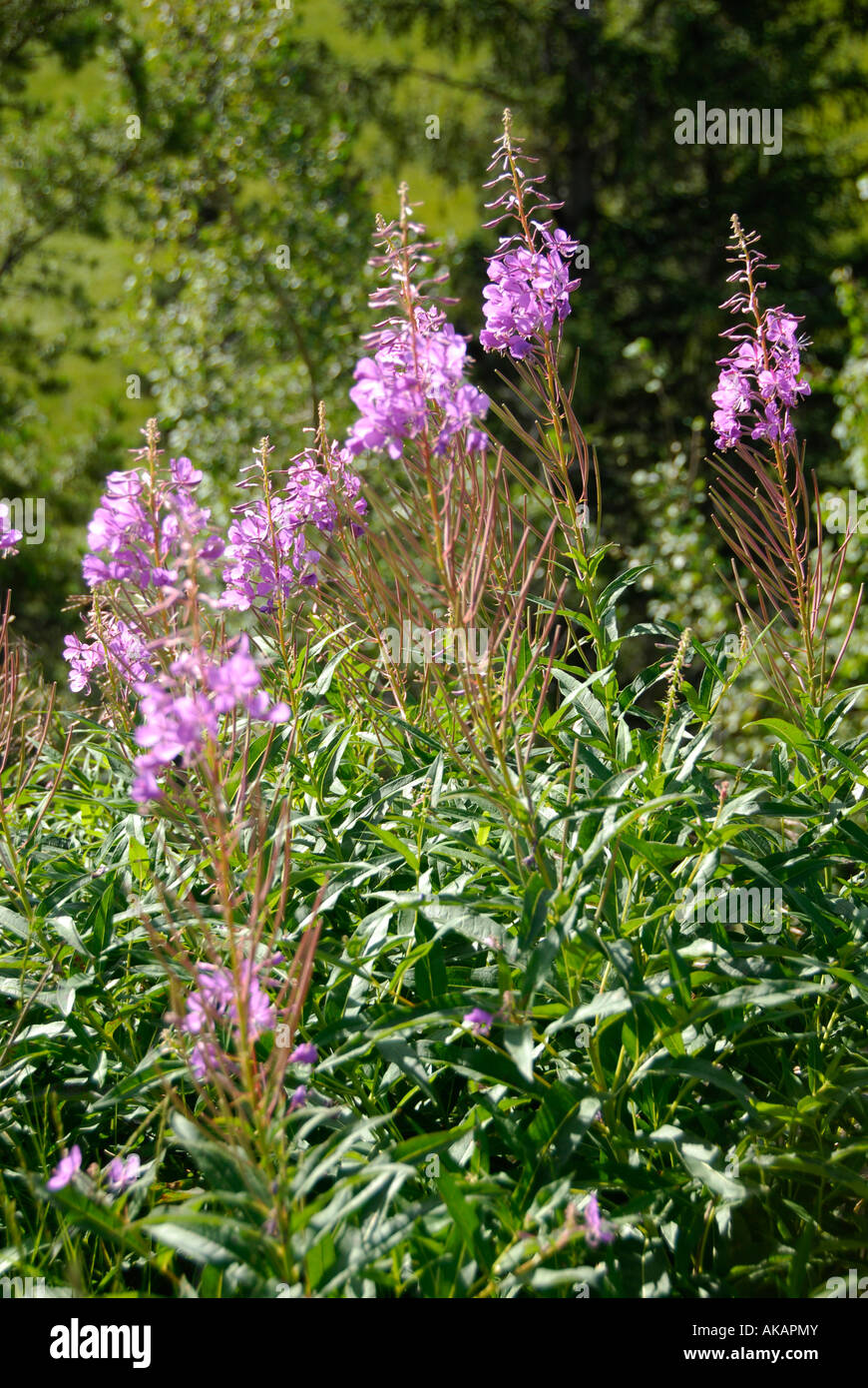 Fireweed wildflowers territorial flower along Alaska Highway ALCAN Al ...