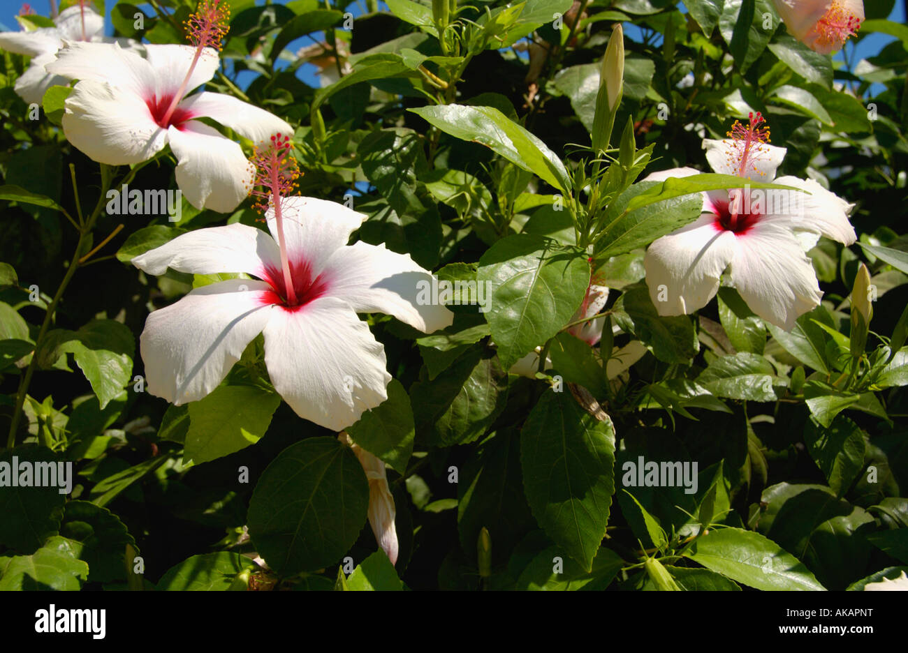 Cypriot flower hi-res stock photography and images - Alamy