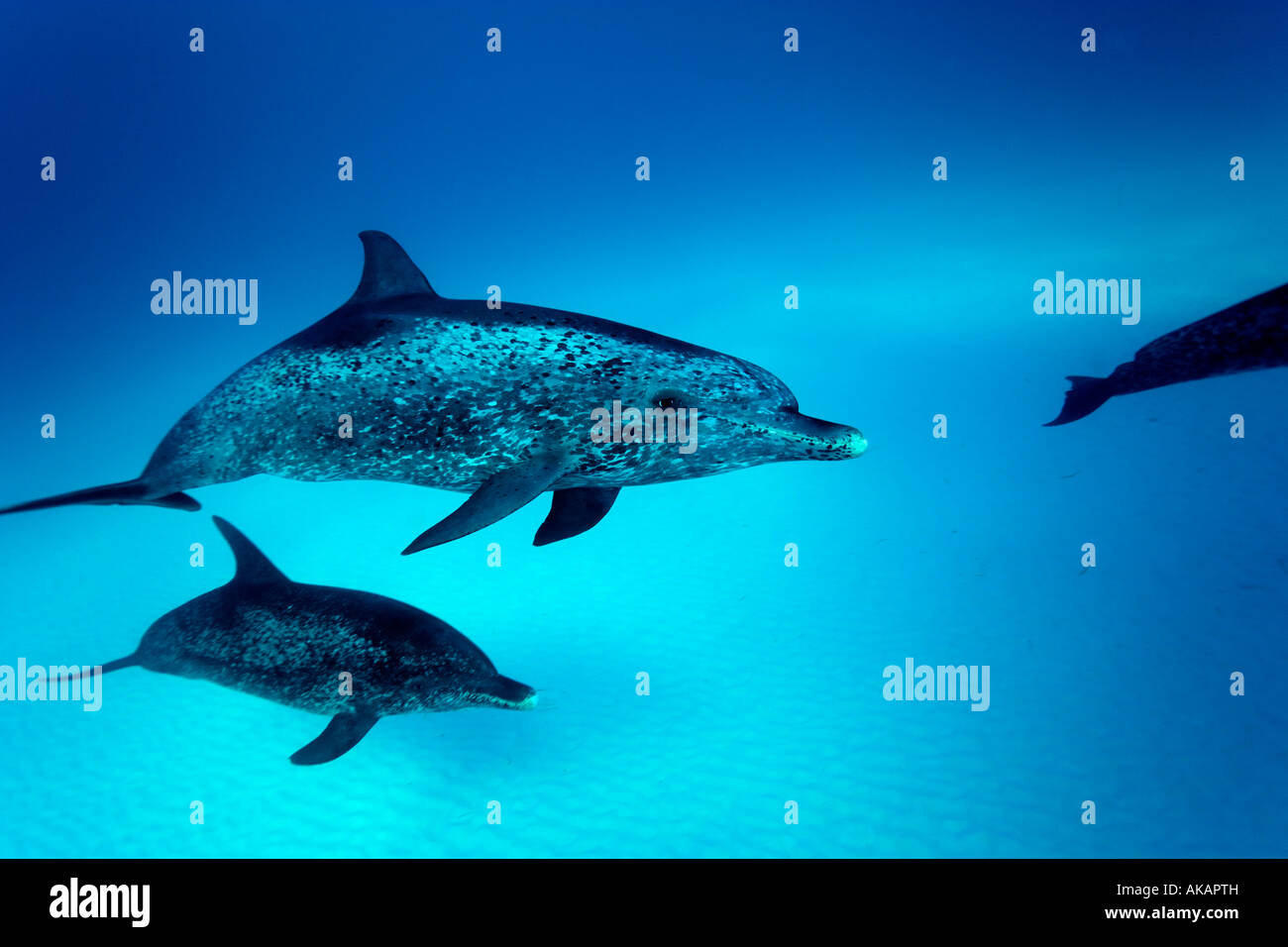 Part of a pod of Atlantic spotted dolphin (Stenella frontalis), shown ...