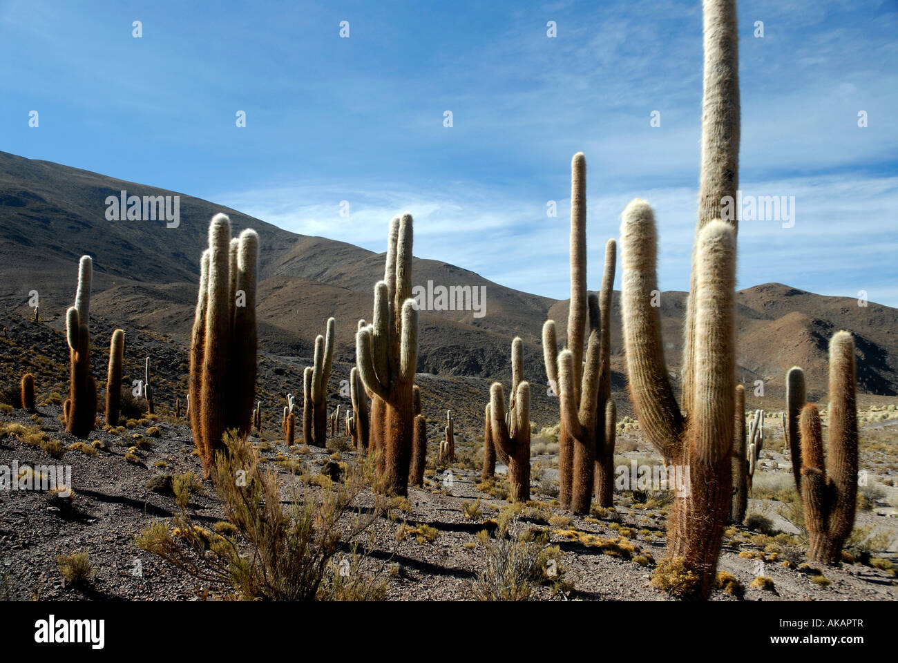 Near the mountain hamlet of Incahuasi (House of the Inca) a strange ...