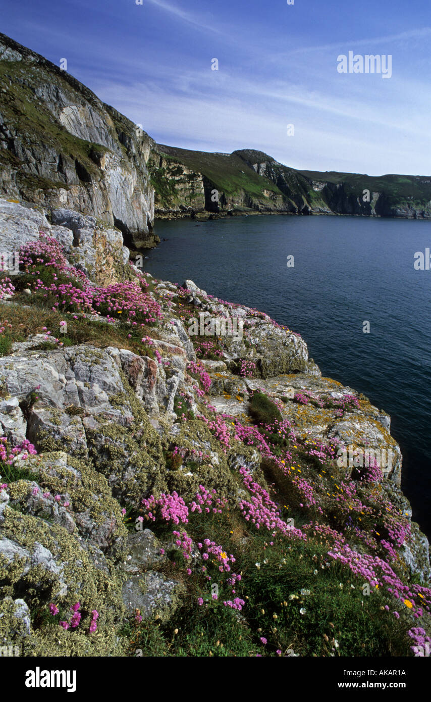 Sea cliffs, North Stack, Holy Island, Anglesey, Wales, UK Stock Photo ...