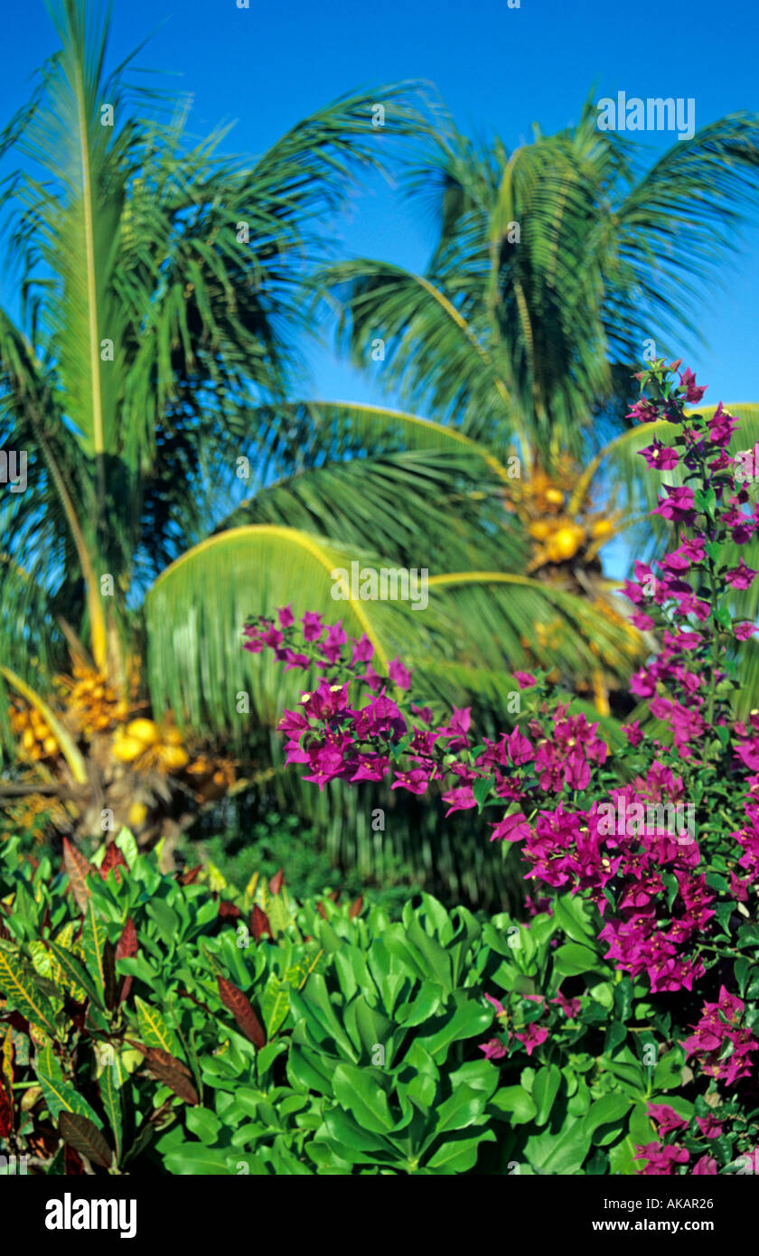 Tropical palnts hi-res stock photography and images - Alamy