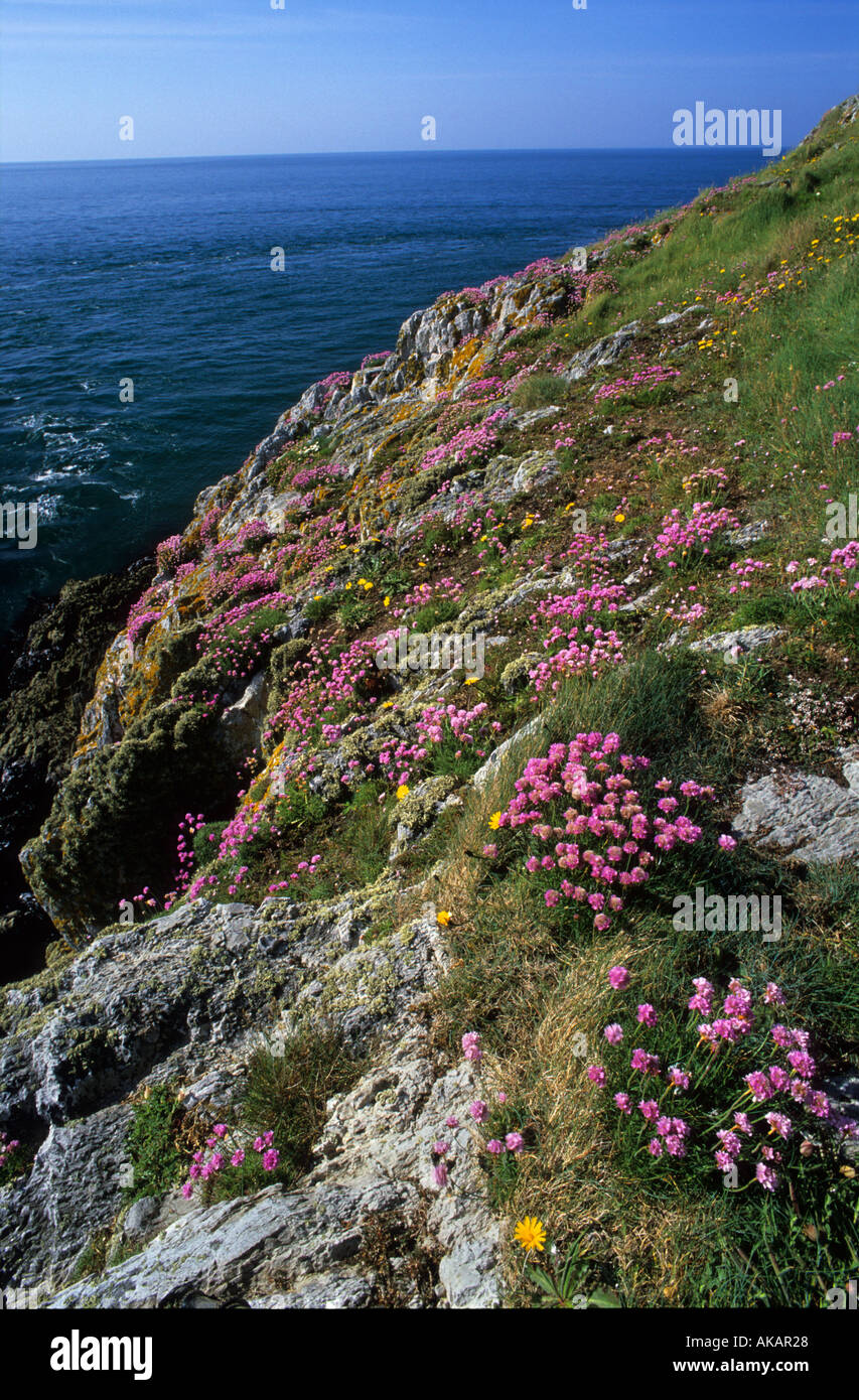 Sea cliffs, North Stack, Holy Island, Anglesey, Wales, UK Stock Photo ...
