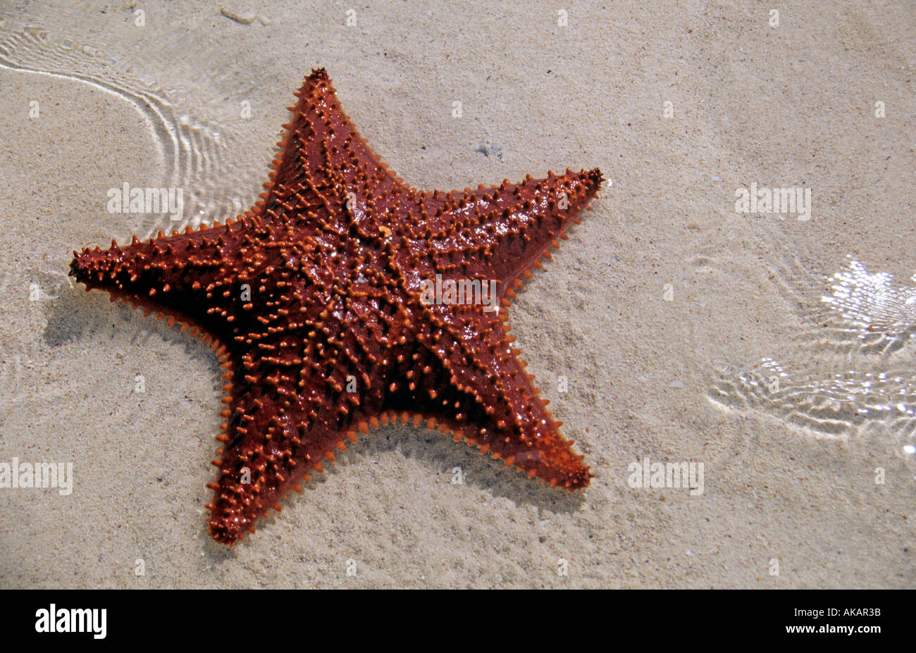 Starfish sand and sparkling waters of the Bahamas Abacos Stock Photo ...