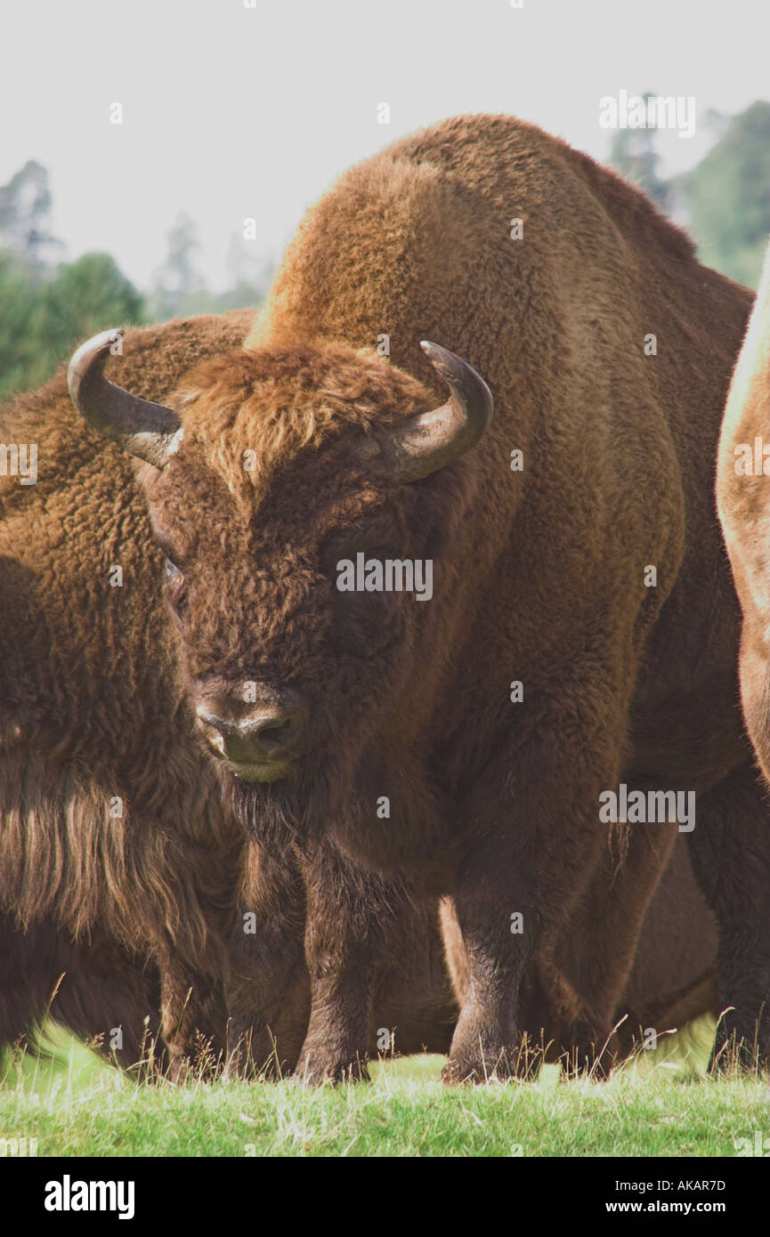 European Bull Bison Stock Photo - Alamy