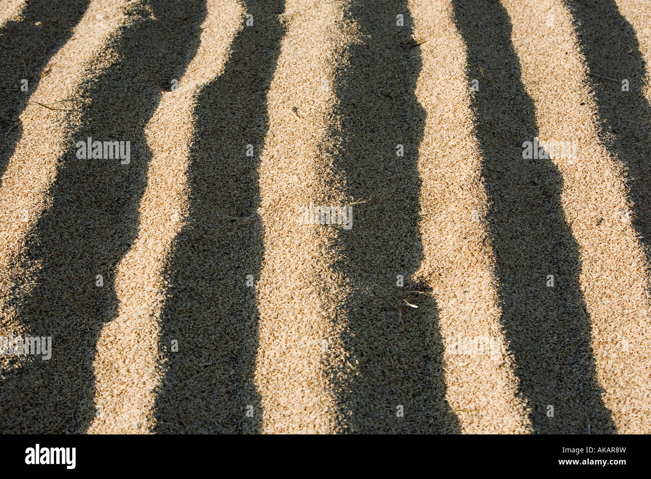Harvested rice grains drying in the sun on a road in the indian ...