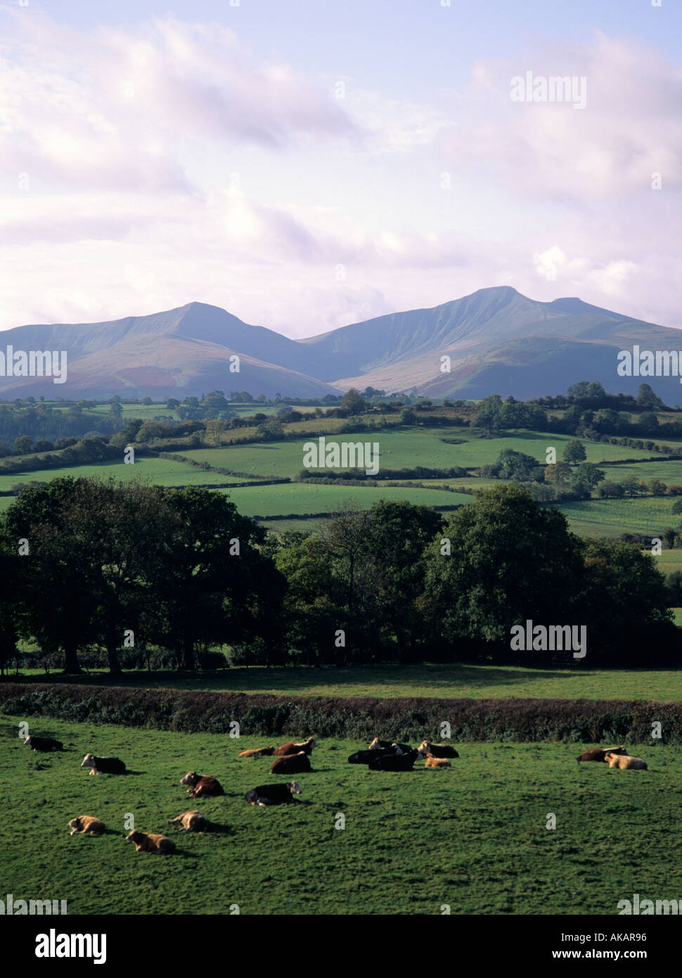 English landscape cows hi-res stock photography and images - Alamy