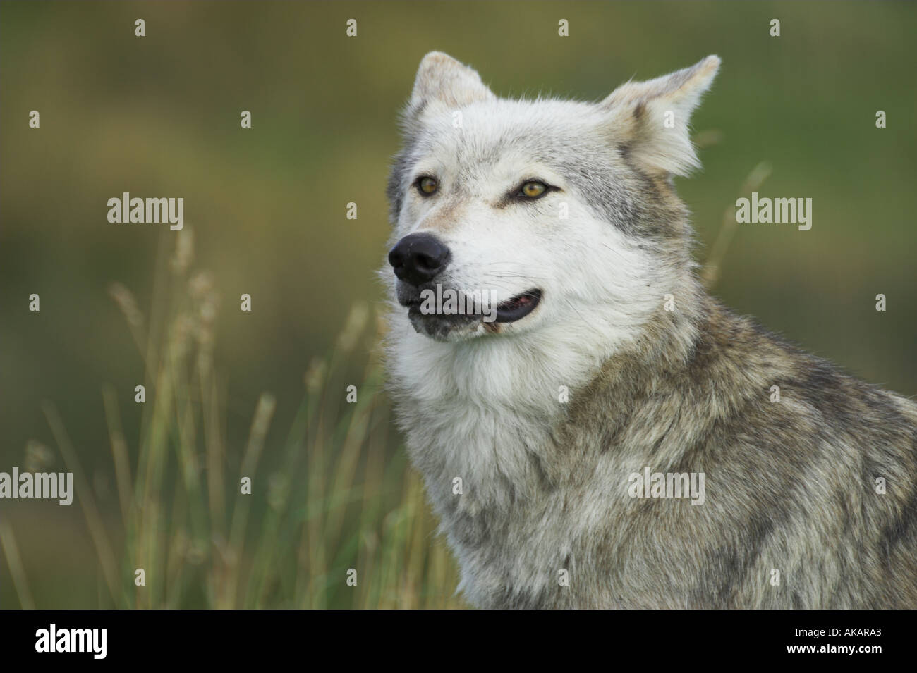 European wolf head study Stock Photo - Alamy