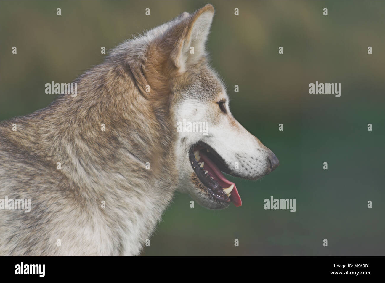 European wolf head study Stock Photo - Alamy