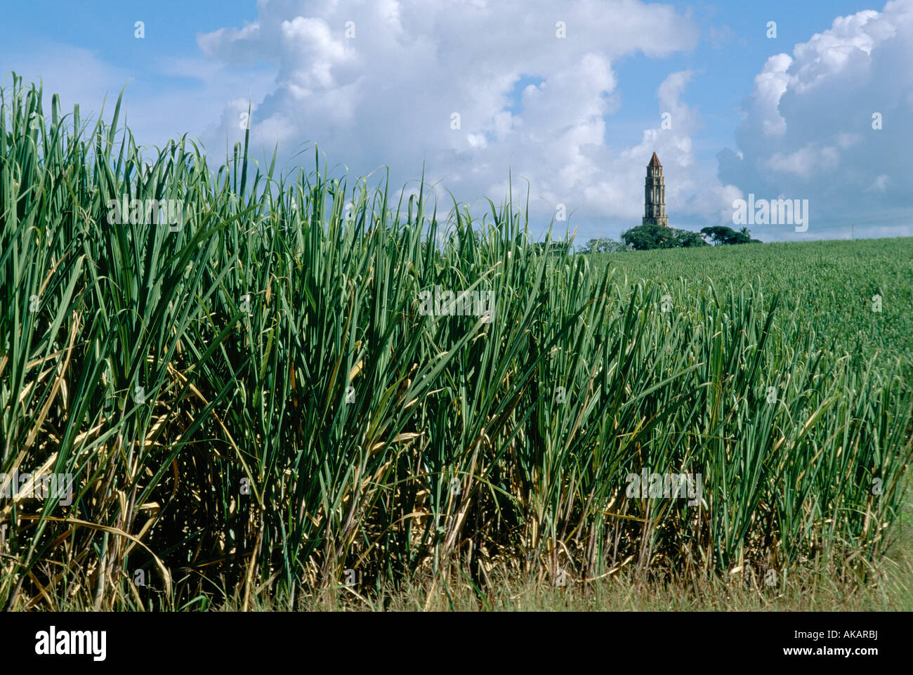 Sugar cane field caribbean hi-res stock photography and images - Alamy