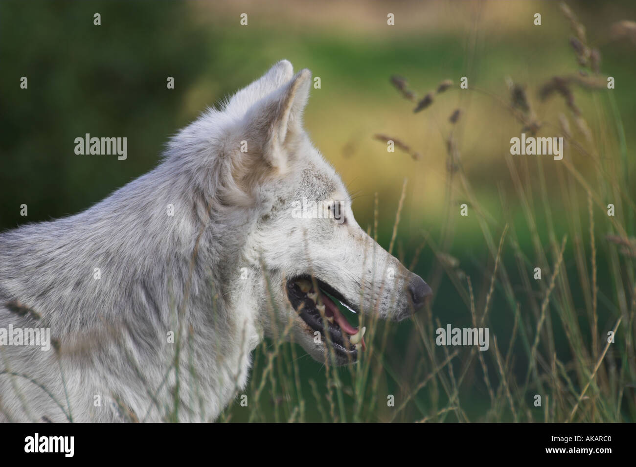 European wolf head study Stock Photo - Alamy