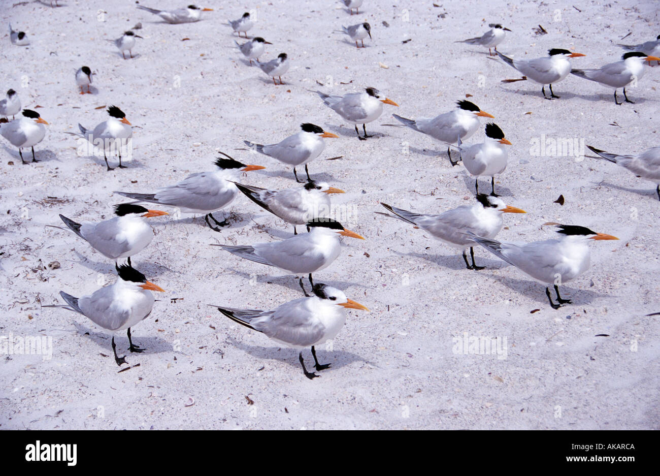Group of terns on south Florida beach west coast Stock Photo - Alamy