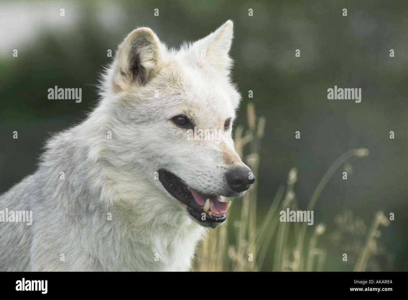 European wolf head study Stock Photo - Alamy