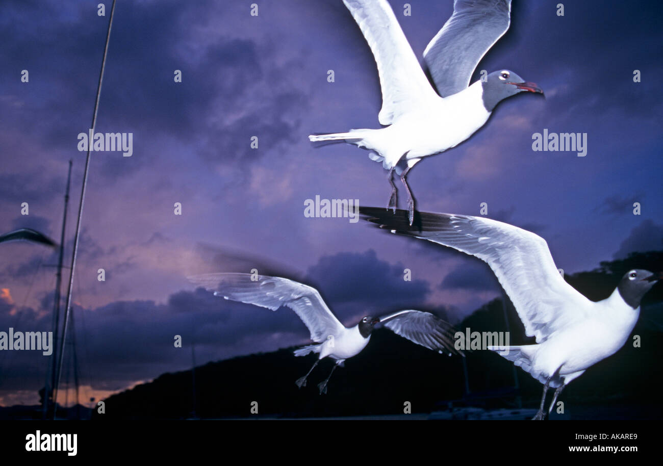 British seagulls hi-res stock photography and images - Alamy
