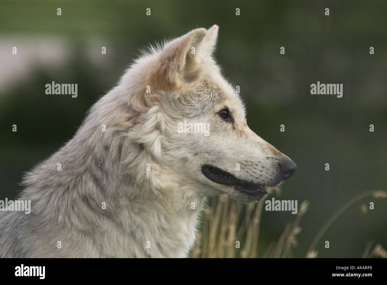 European wolf head study Stock Photo - Alamy