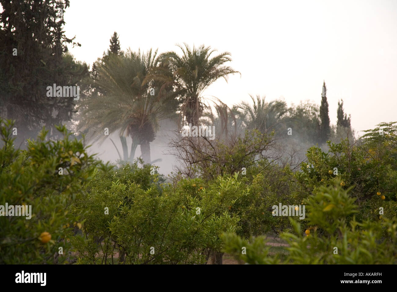 Tropical Gardens, Marrakesh, Morocco, Africa Stock Photo - Alamy