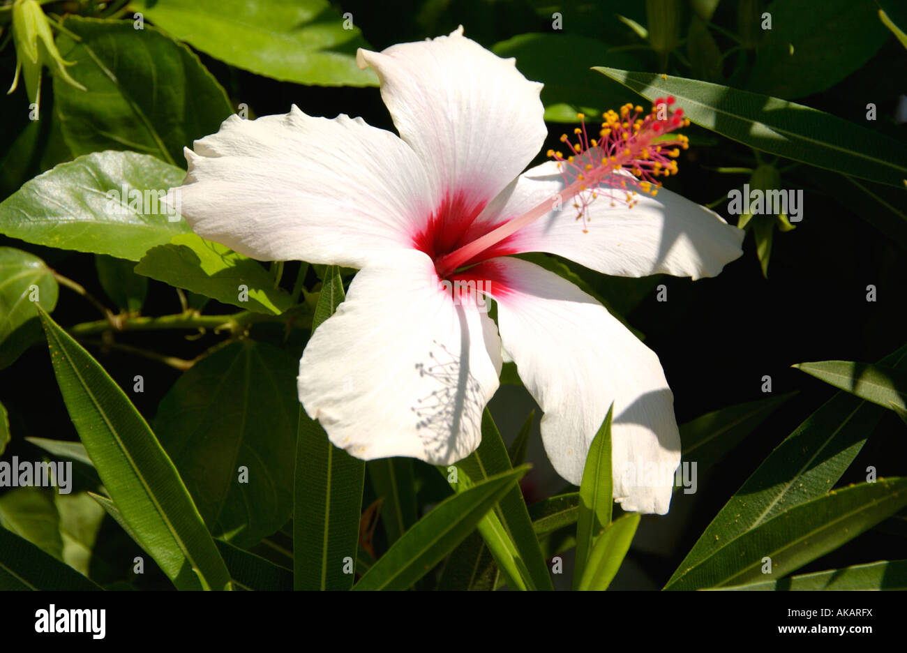 Cypriot flower hi-res stock photography and images - Alamy