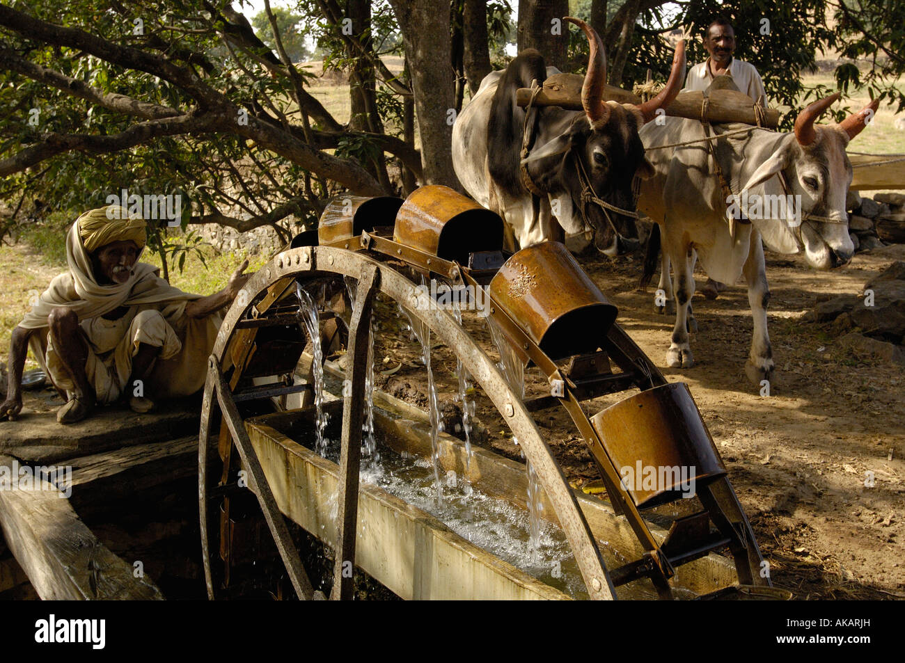 Waterwheel driven by 2 oxen Stock Photo - Alamy