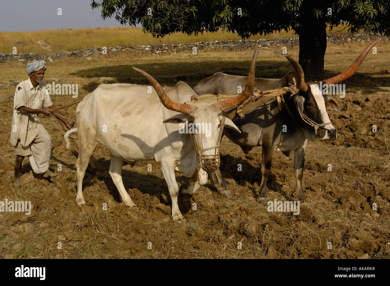 Farmer Ploughing Field Bullocks High Resolution Stock Photography and ...