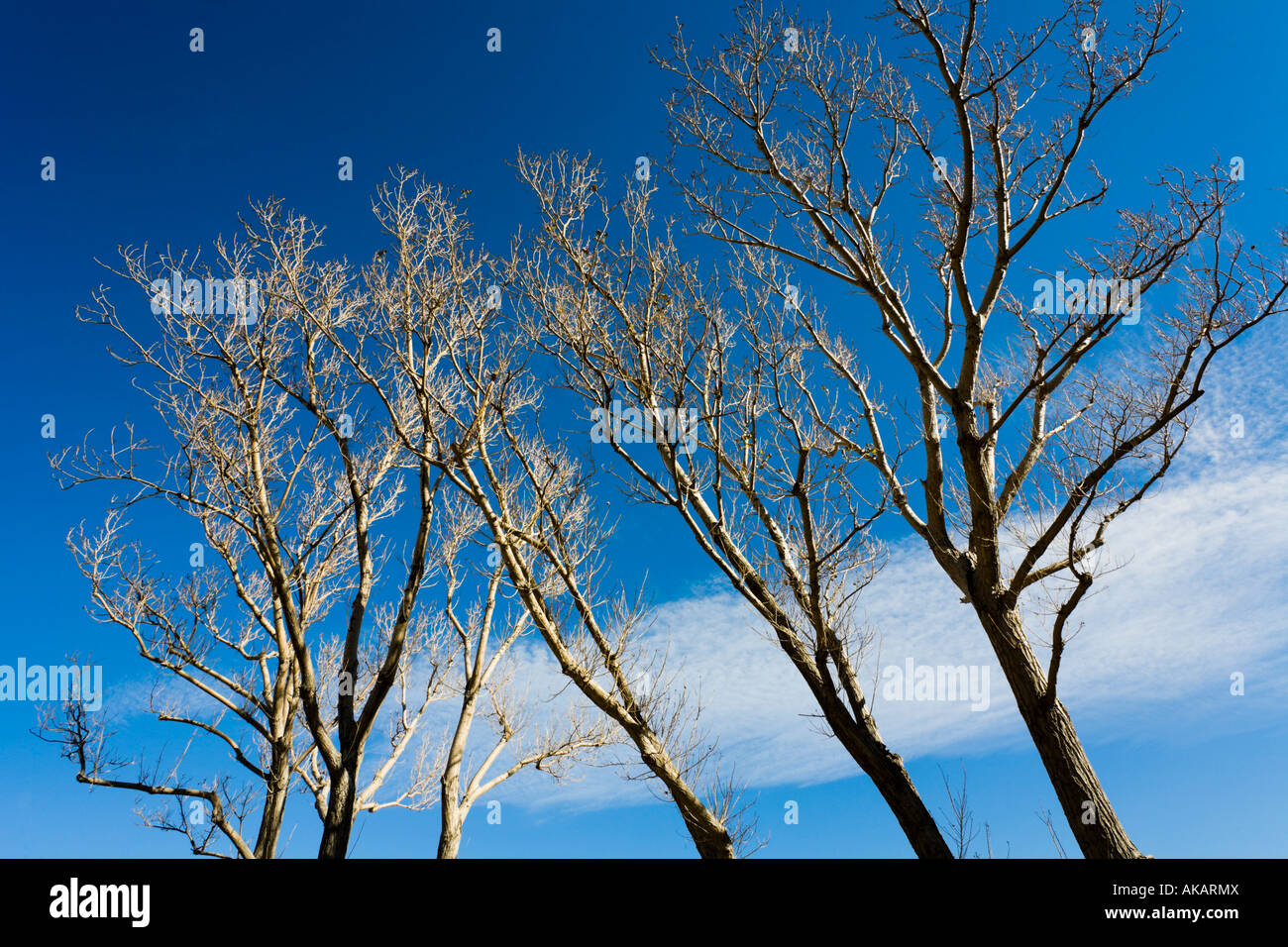Leafless trees against sunny sky and single cloud Stock Photo - Alamy