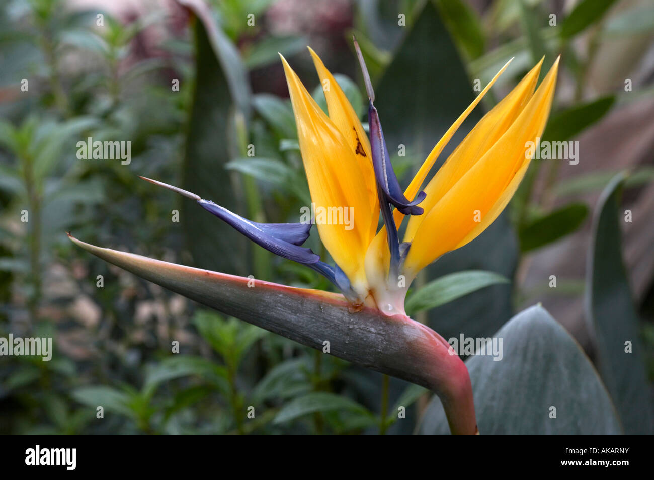 Mandela s mandelas bird of paradise plant yellow africa hi-res stock ...