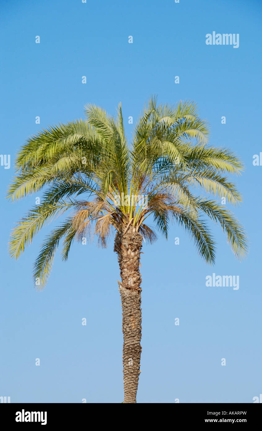 Palm tree is in cyprus hi-res stock photography and images - Alamy