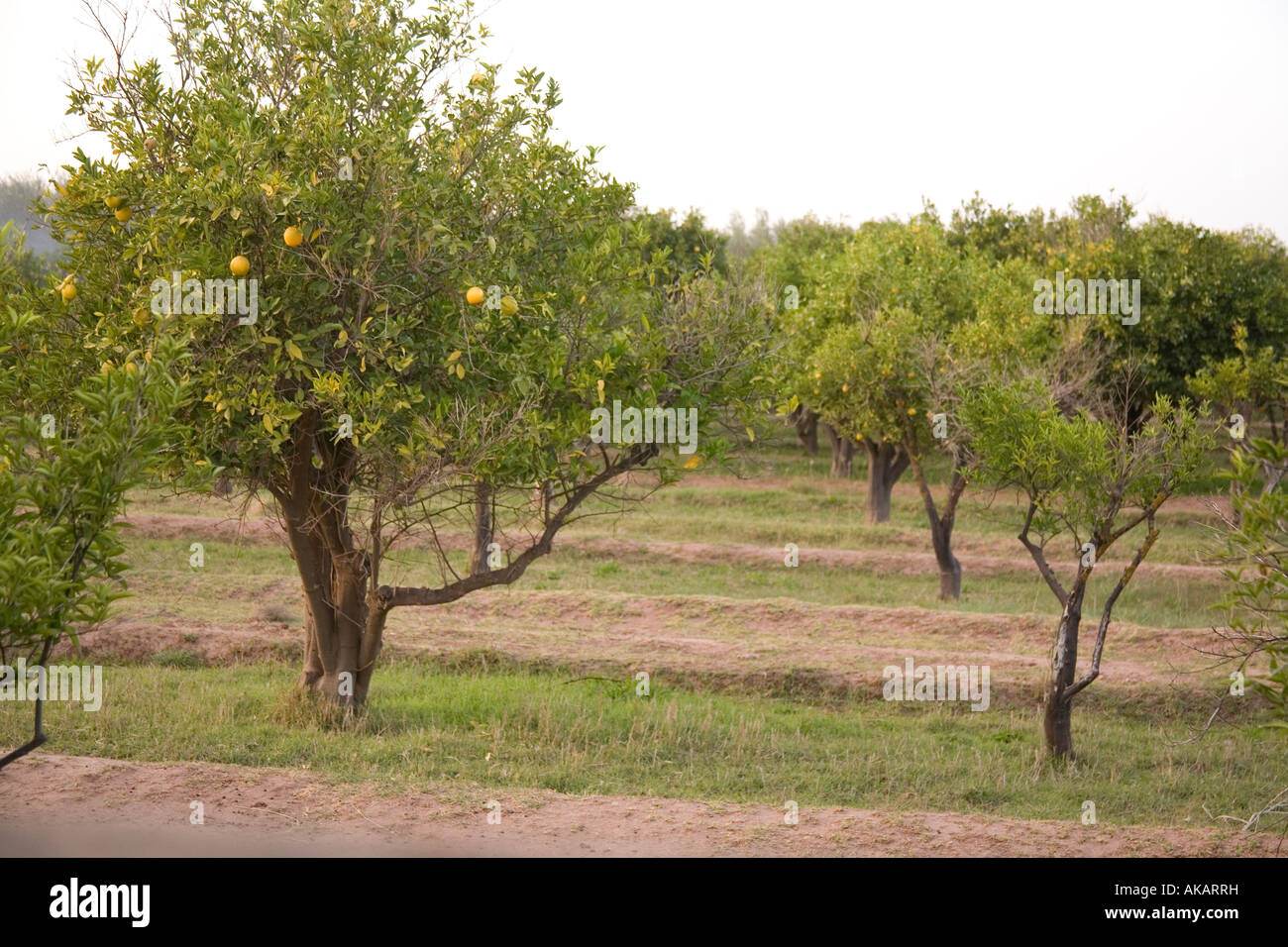 Morocco orange plantation hi-res stock photography and images - Alamy