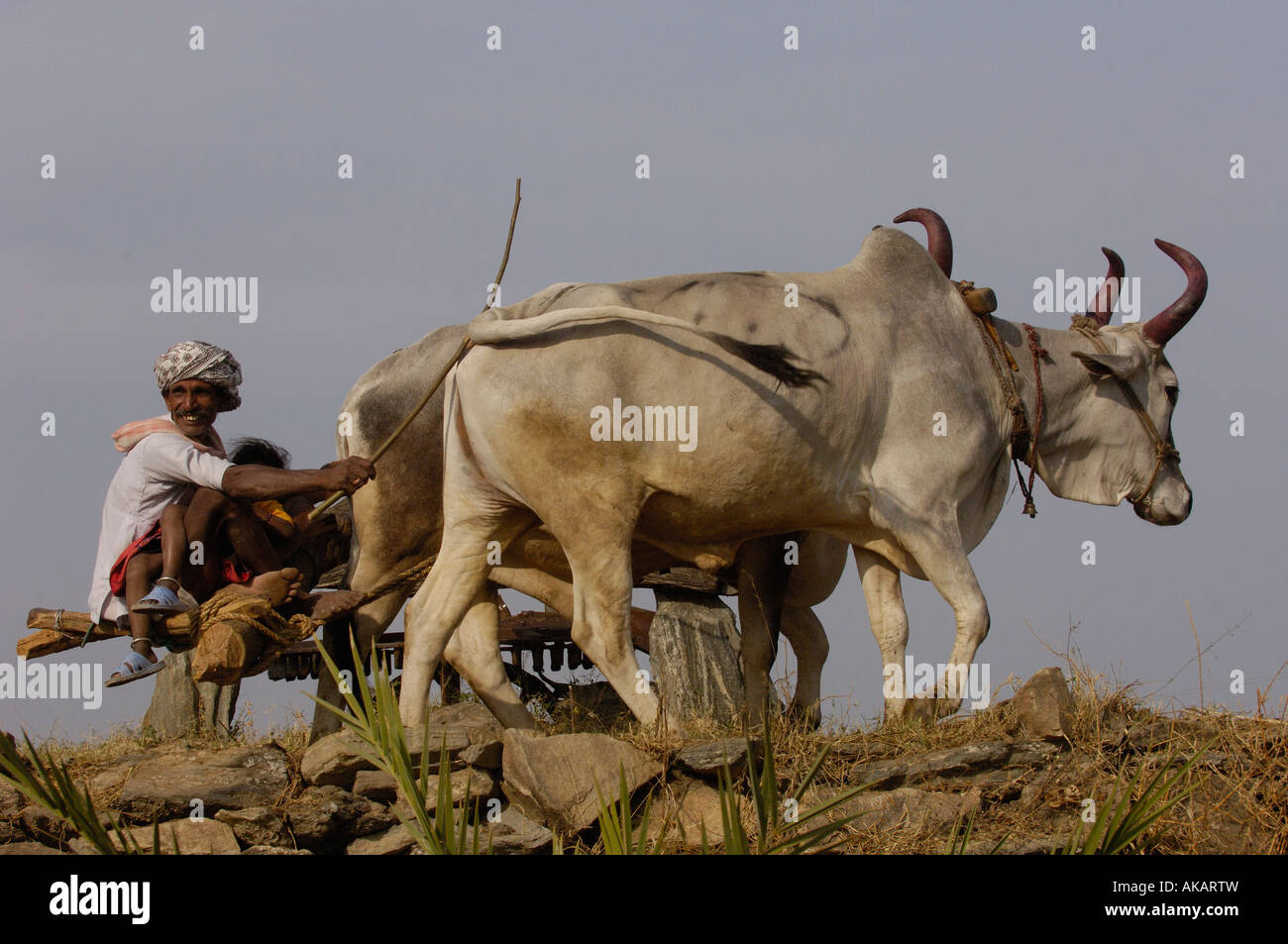 Farmer ploughing field bullocks hi-res stock photography and images - Alamy