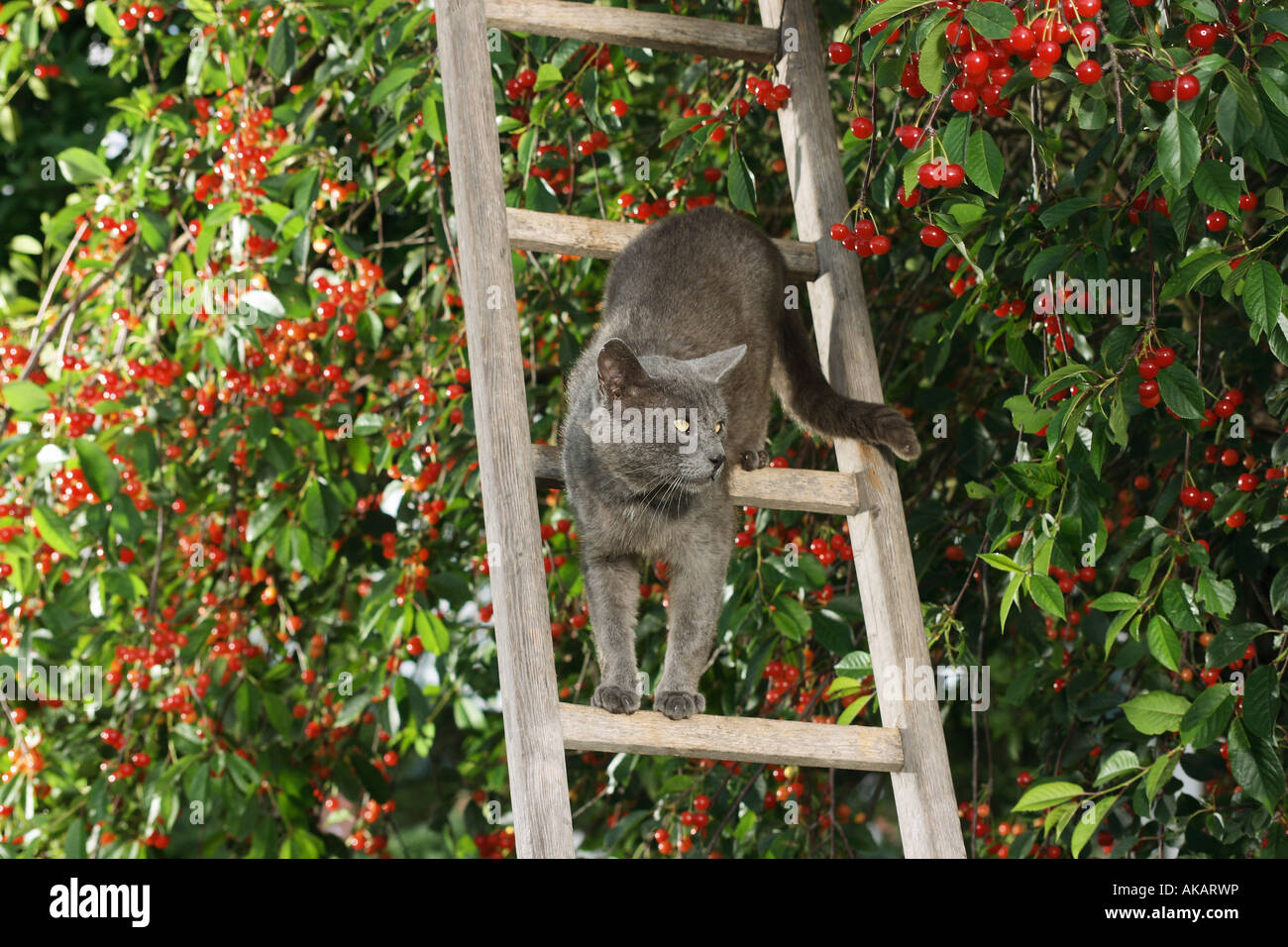 Cat in tree ladder hi-res stock photography and images - Alamy
