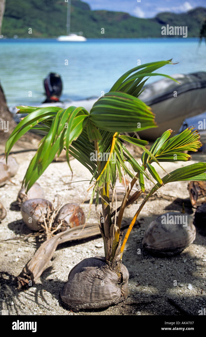Coconut plant growing from seed on beach in French Society Islands with ...