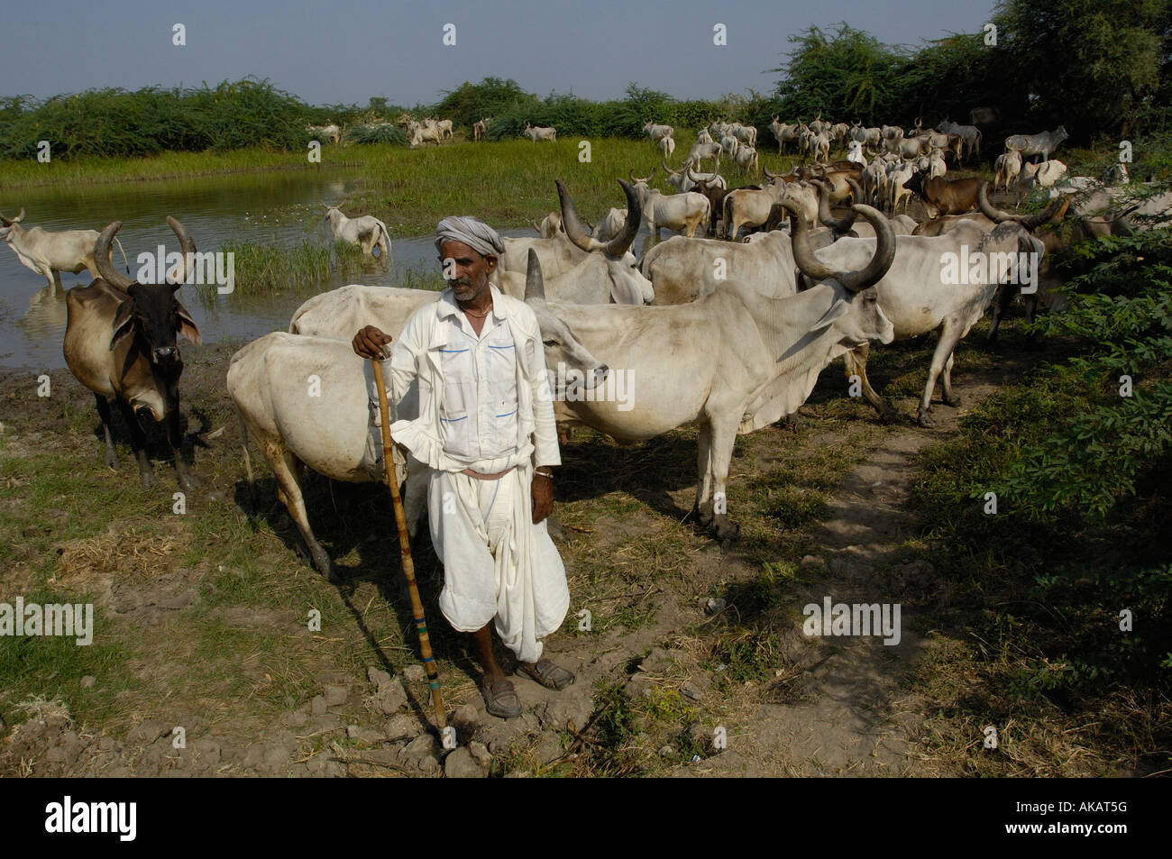 Rabari man herding his cattle wearing his everyday dress which includes ...