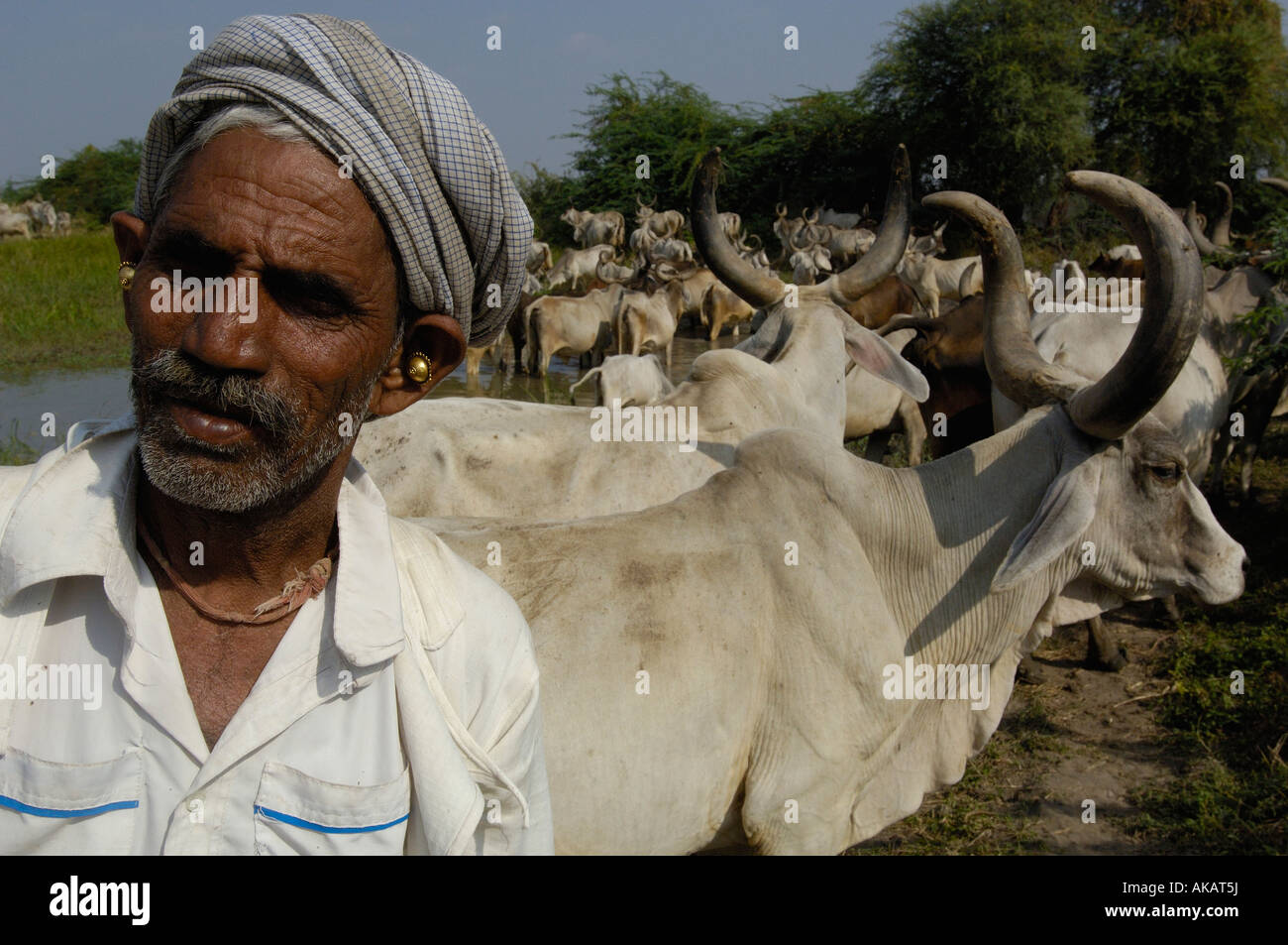 Rabari man herding his cattle wearing his everyday dress which includes ...