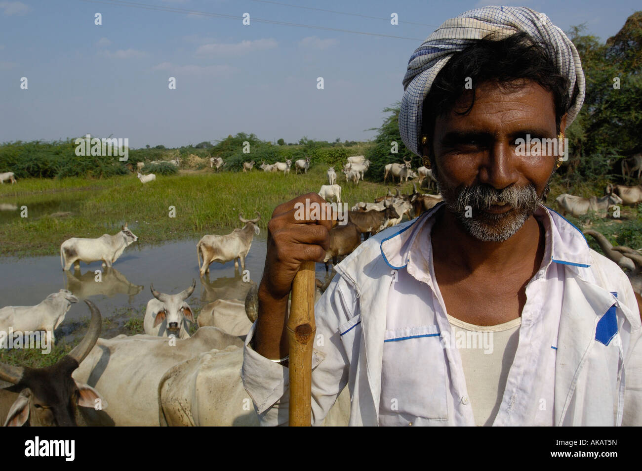 Rabari man herding his cattle wearing his everyday dress which includes ...