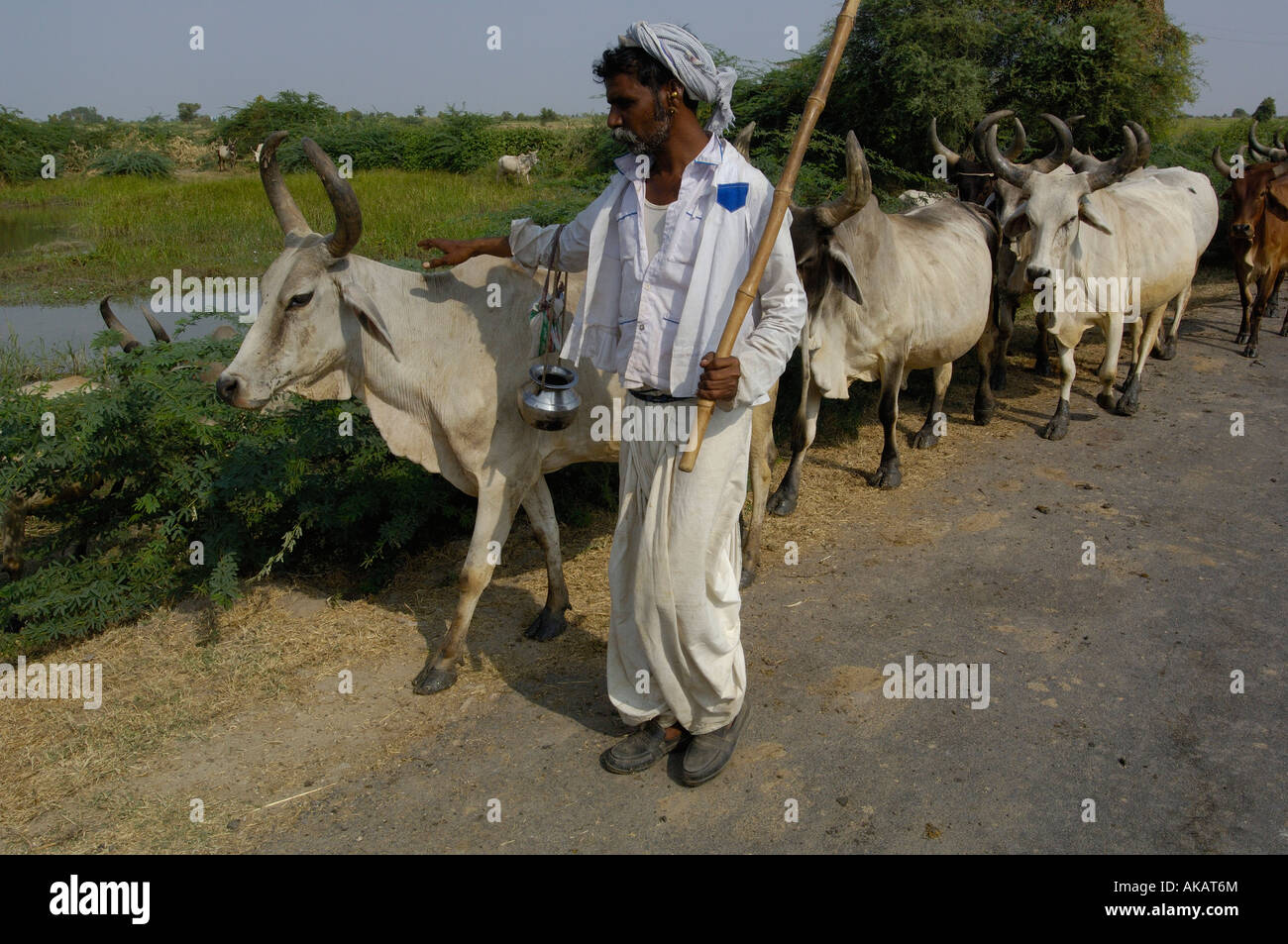 Rabari man herding his cattle wearing his everyday dress which includes ...