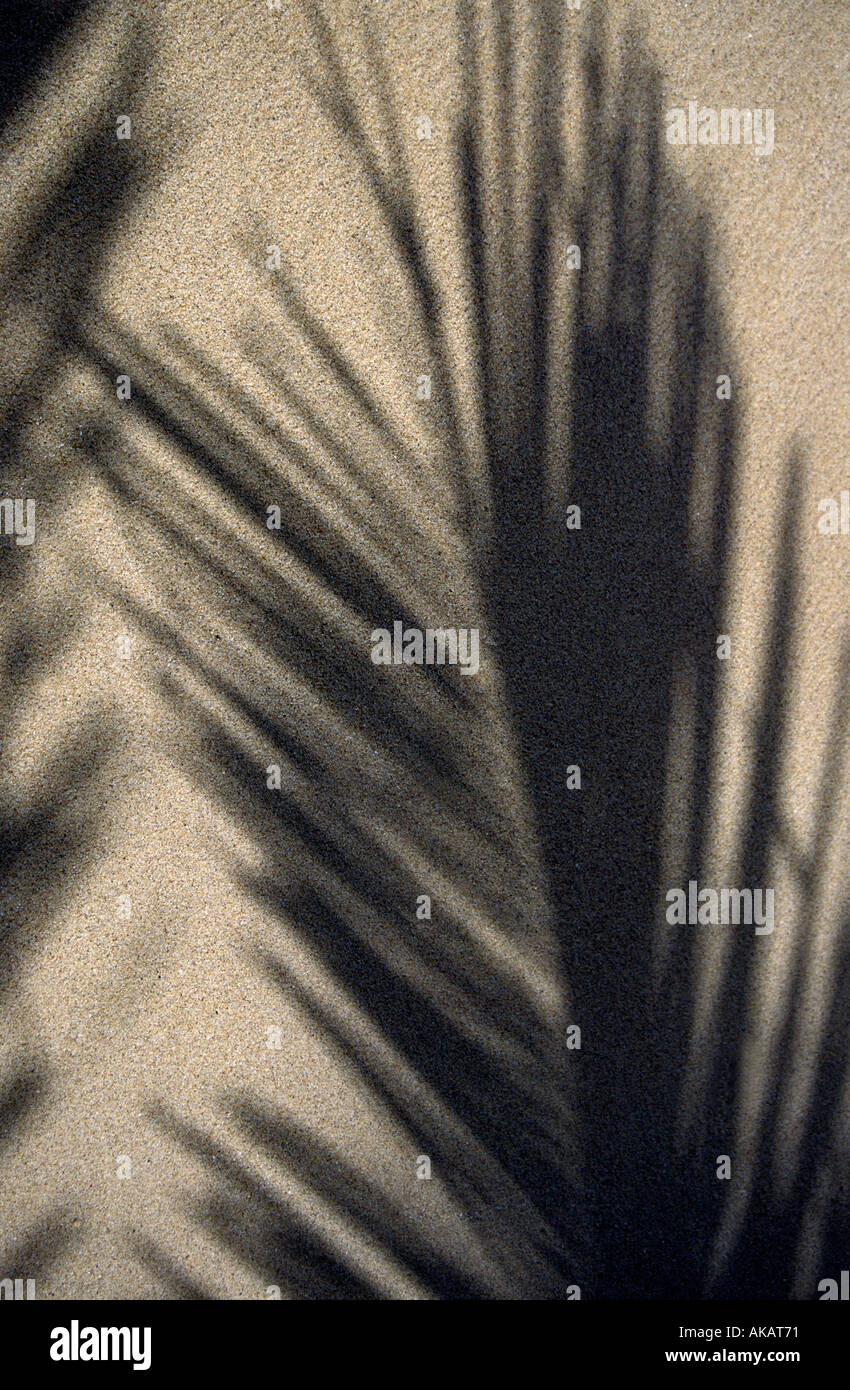 Palm Tree shadow pattern on sand Stock Photo - Alamy