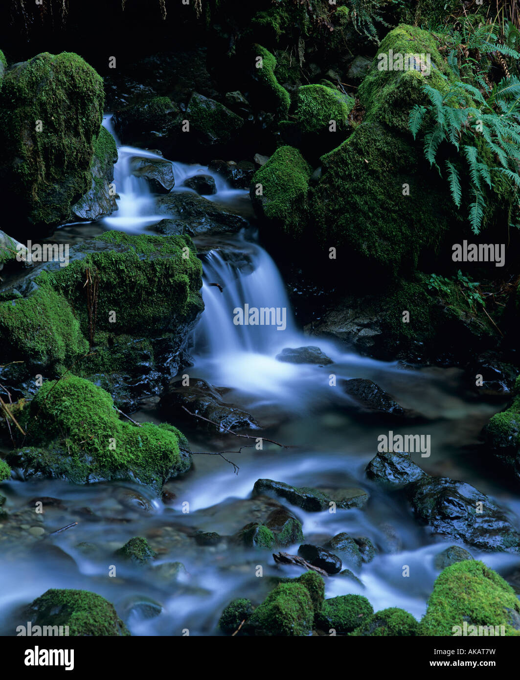 Oregon Redwoods trail small waterfall in forest Southern Oregon Coast ...