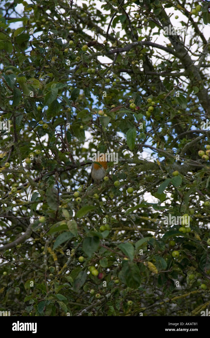 Robin in apple tree Stock Photo - Alamy