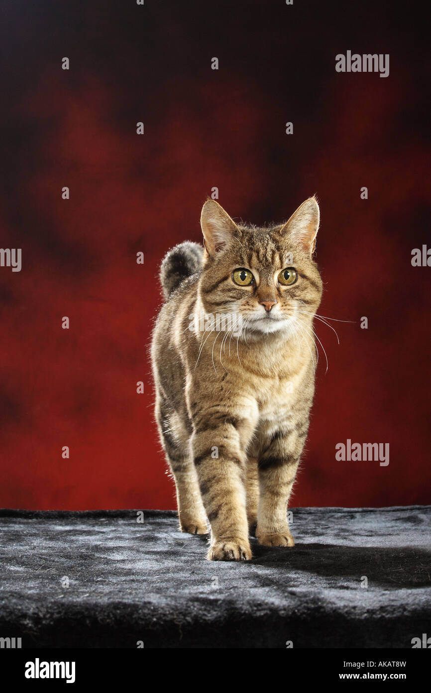 Domestic cat. An adult tabby cat walks towards the camera. Studio shot ...