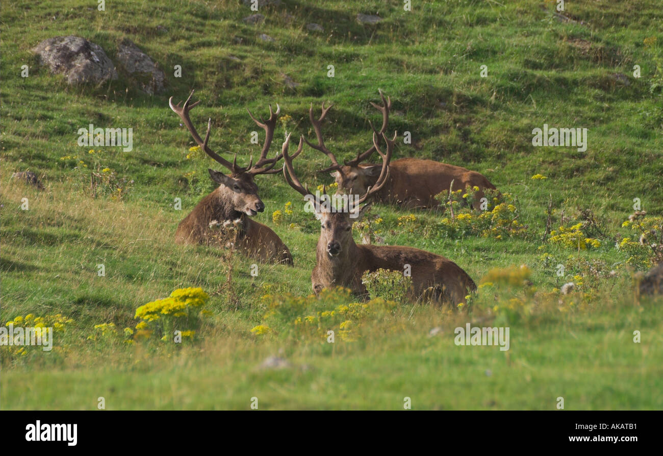 Scottish stags hi-res stock photography and images - Alamy