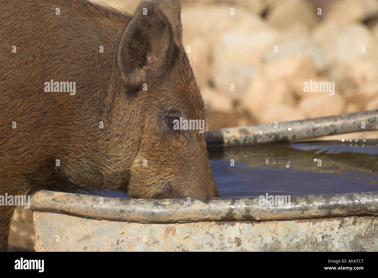 Wild Boar Drinking from bucket Stock Photo - Alamy