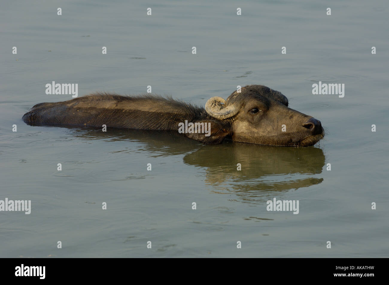 Domestic buffalo gujarat india hi-res stock photography and images - Alamy