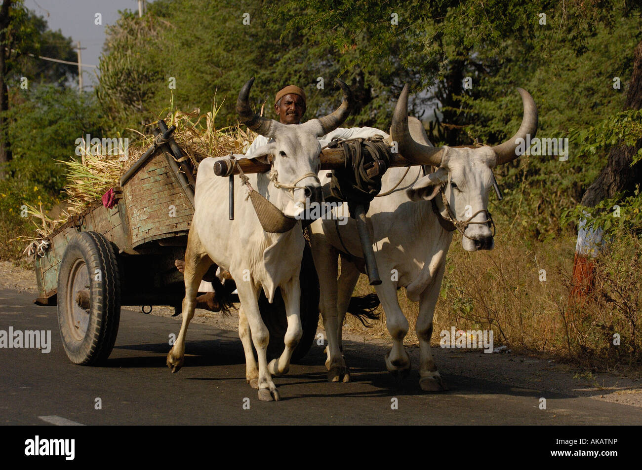Cattle kutch gujarat india hi-res stock photography and images - Alamy