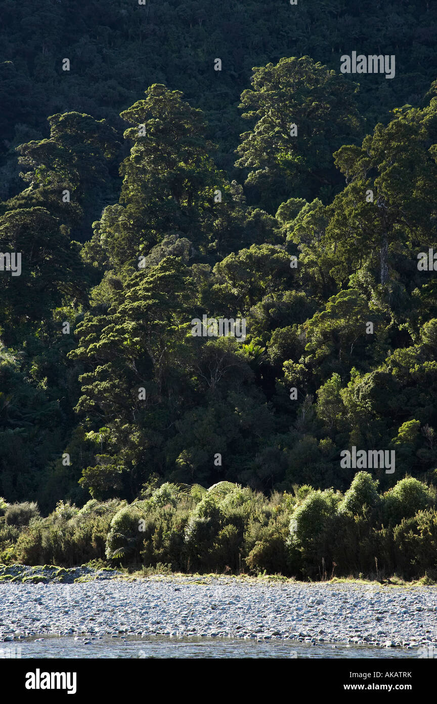 Native Forest by Punakaiki River Paparoa National Park West Coast South ...