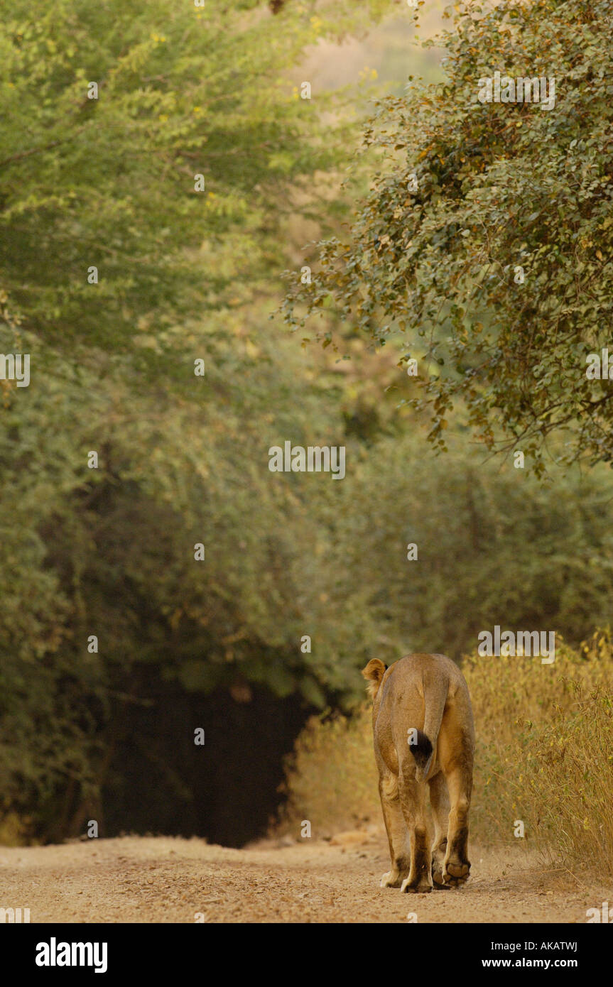 Asiatic lion (Panthera leo persica) Lioness. Gir National Park. Gujarat ...