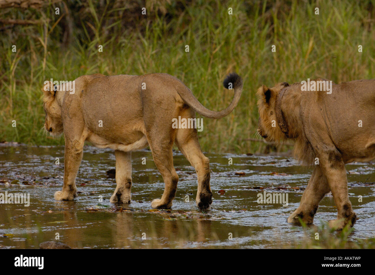 Collared lion hi-res stock photography and images - Alamy