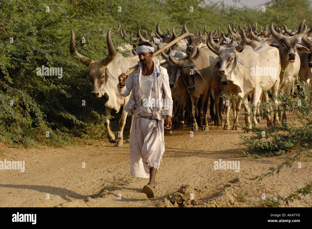 Cattle kutch gujarat india hi-res stock photography and images - Alamy