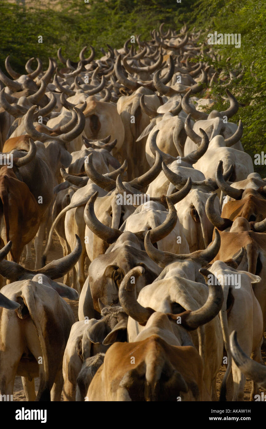Cattle kutch gujarat india hi-res stock photography and images - Alamy
