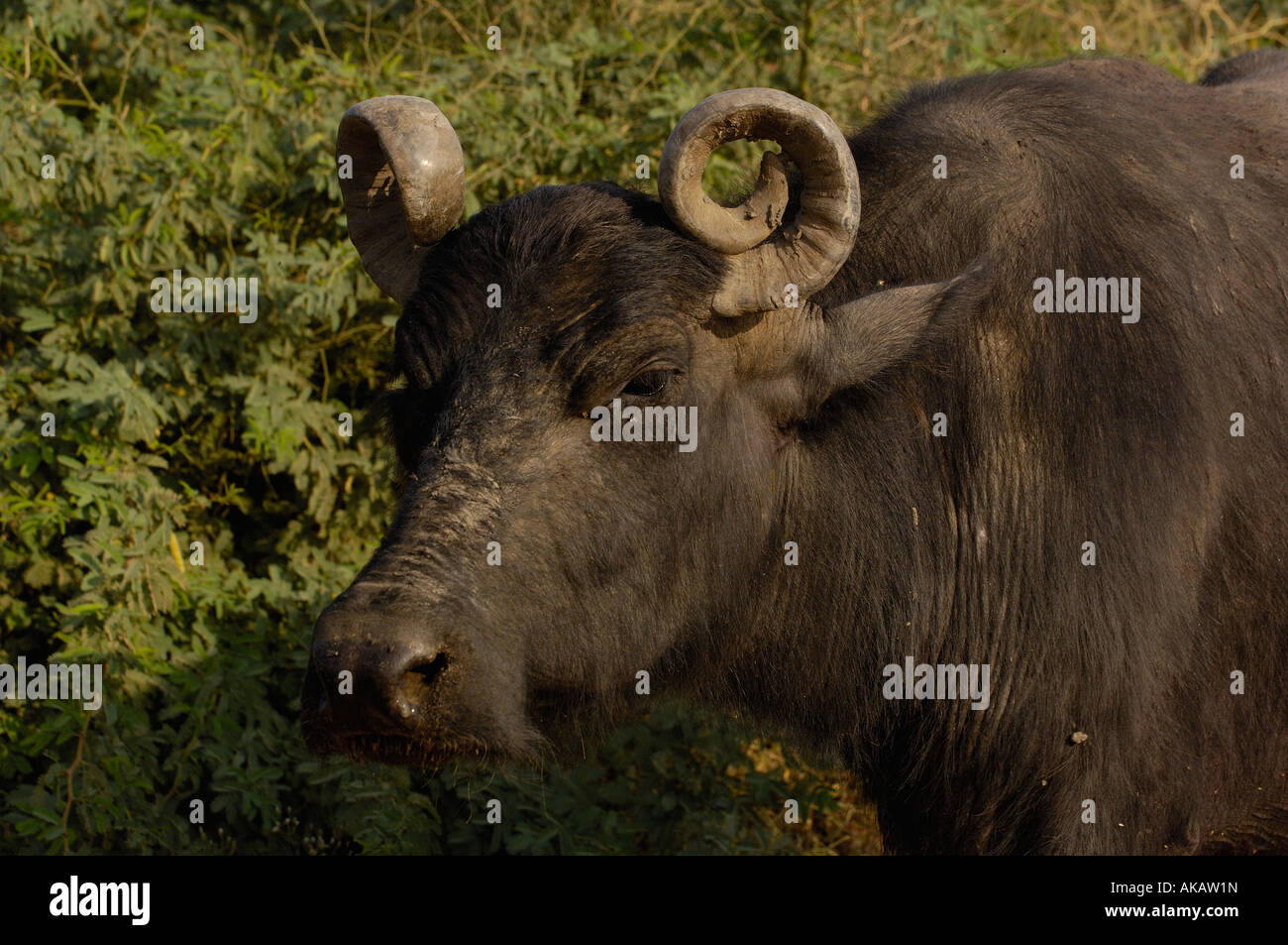 Water buffalo in and around the Gir Forest National Park Gujarat. W ...