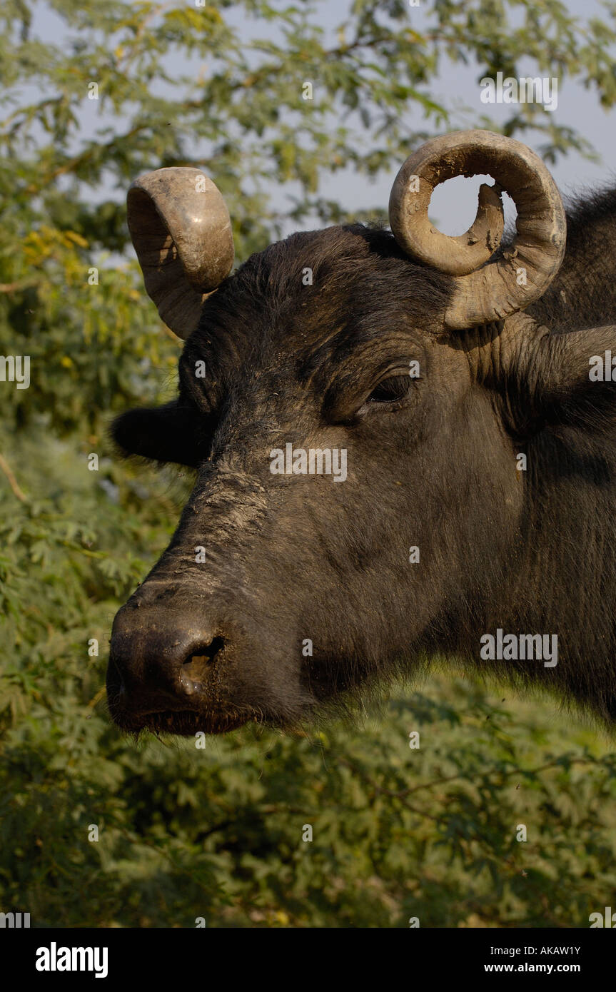 Water buffalo in and around the Gir Forest National Park Gujarat. W ...